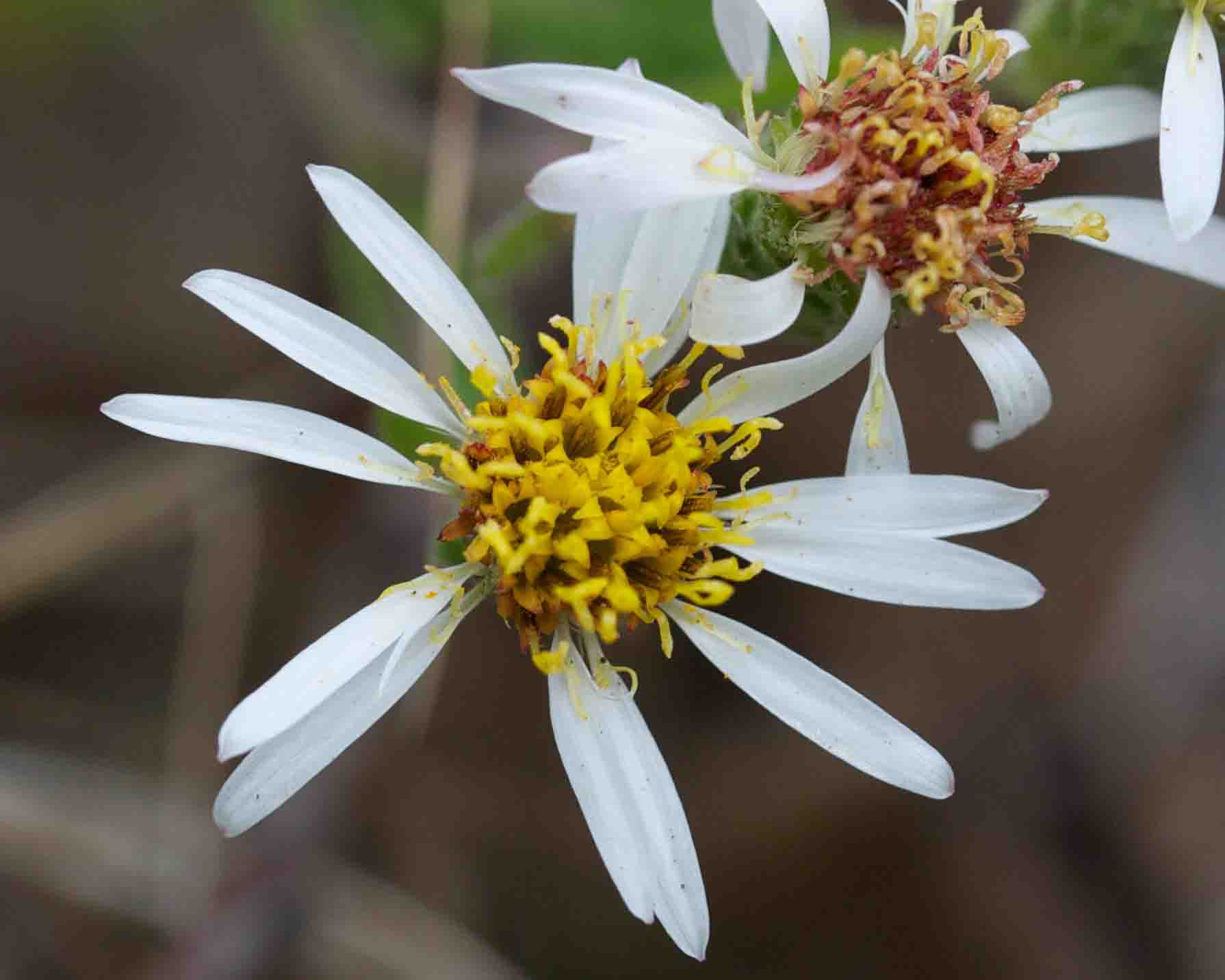 Asteraceae-Aster:misc – MonFlora