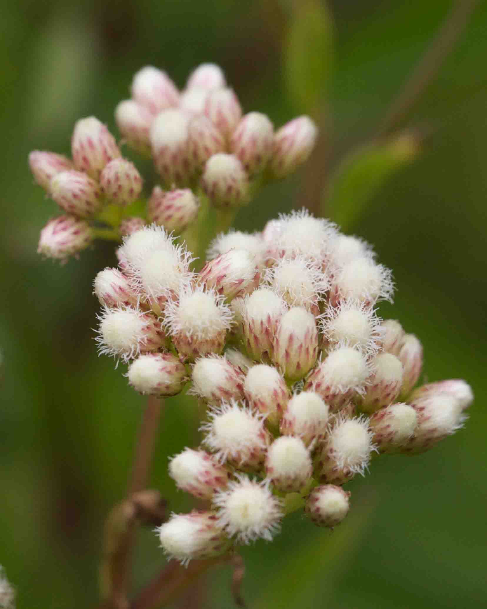 Asteraceae-Baccharis – MonFlora