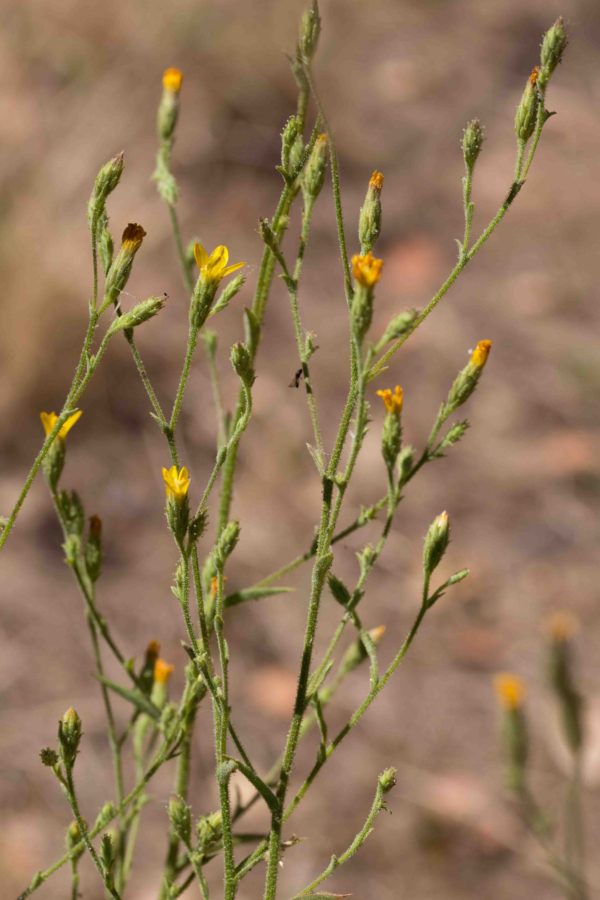 Asteraceae-Aster:misc – MonFlora