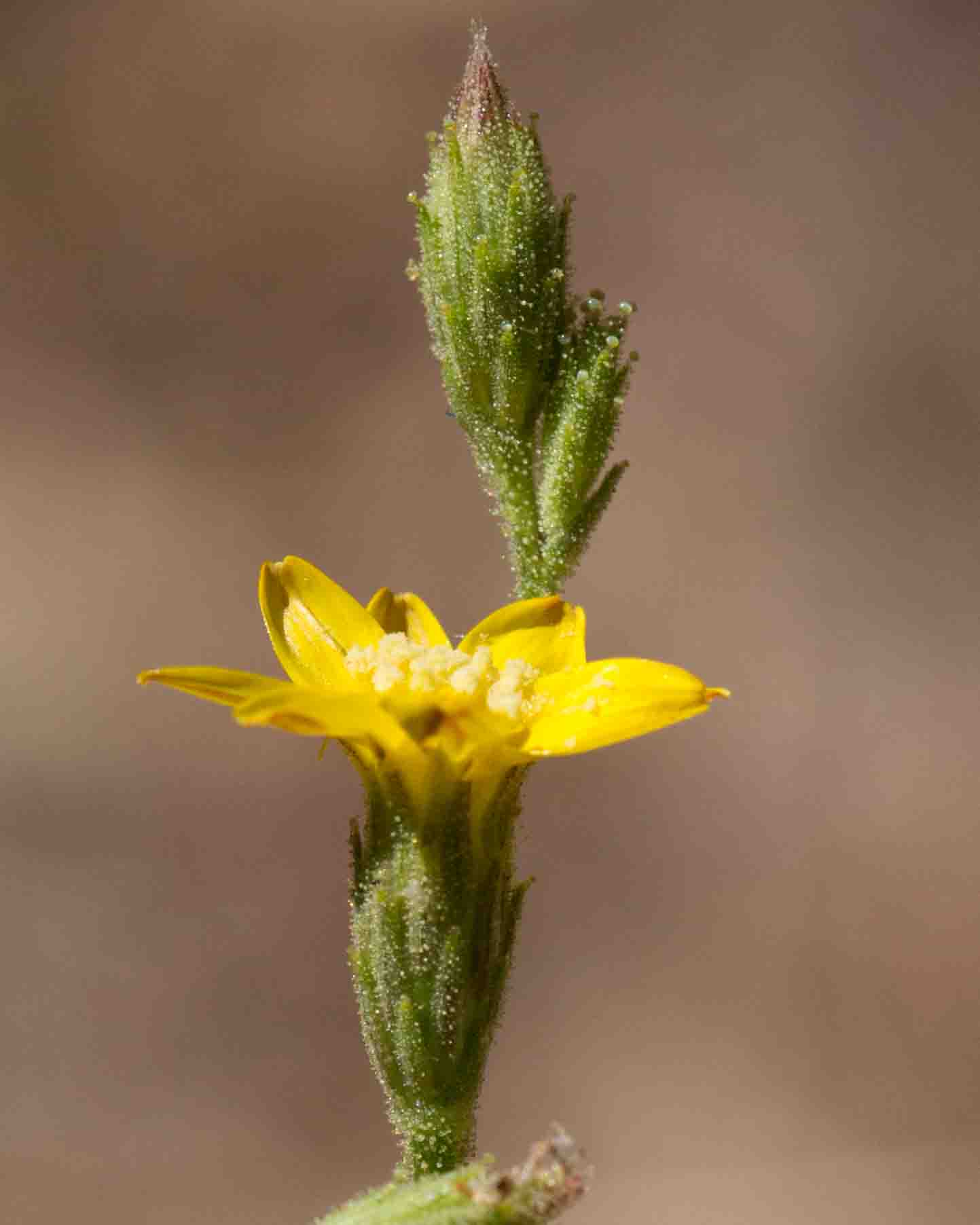 Asteraceae-Aster:misc – MonFlora