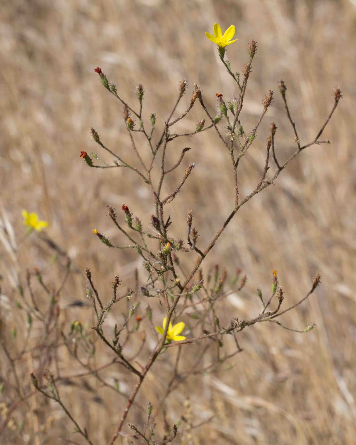 Asteraceae-Aster:misc – MonFlora