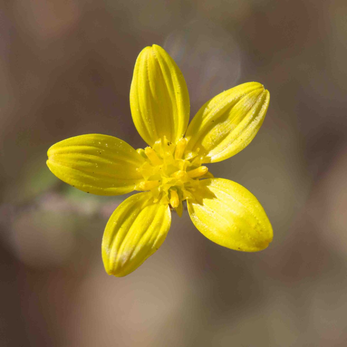 Asteraceae-Aster:misc – MonFlora