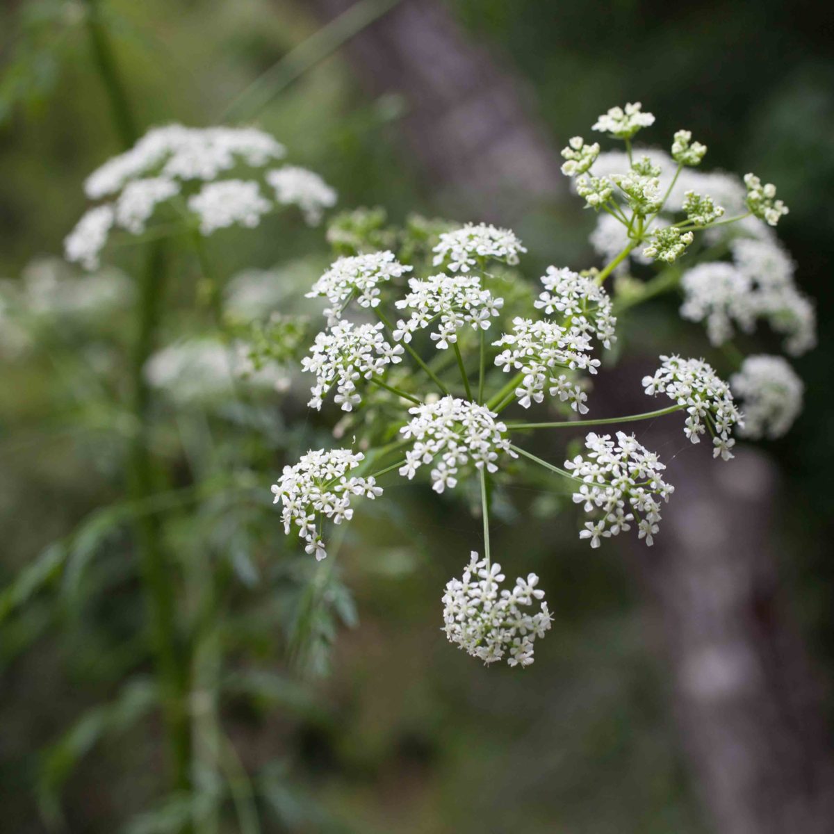 Apiaceae – Woodland – MonFlora