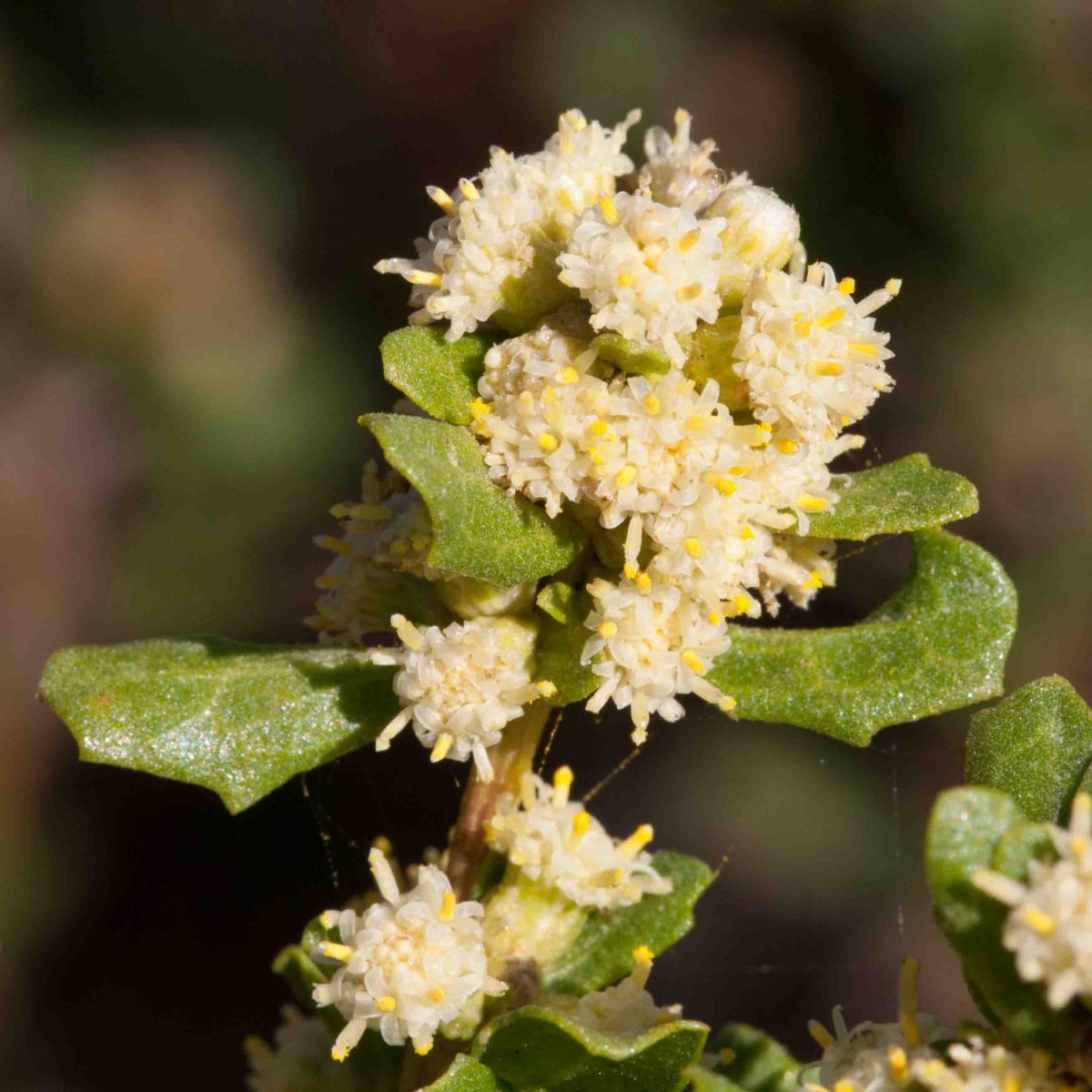 Asteraceae-Baccharis – MonFlora