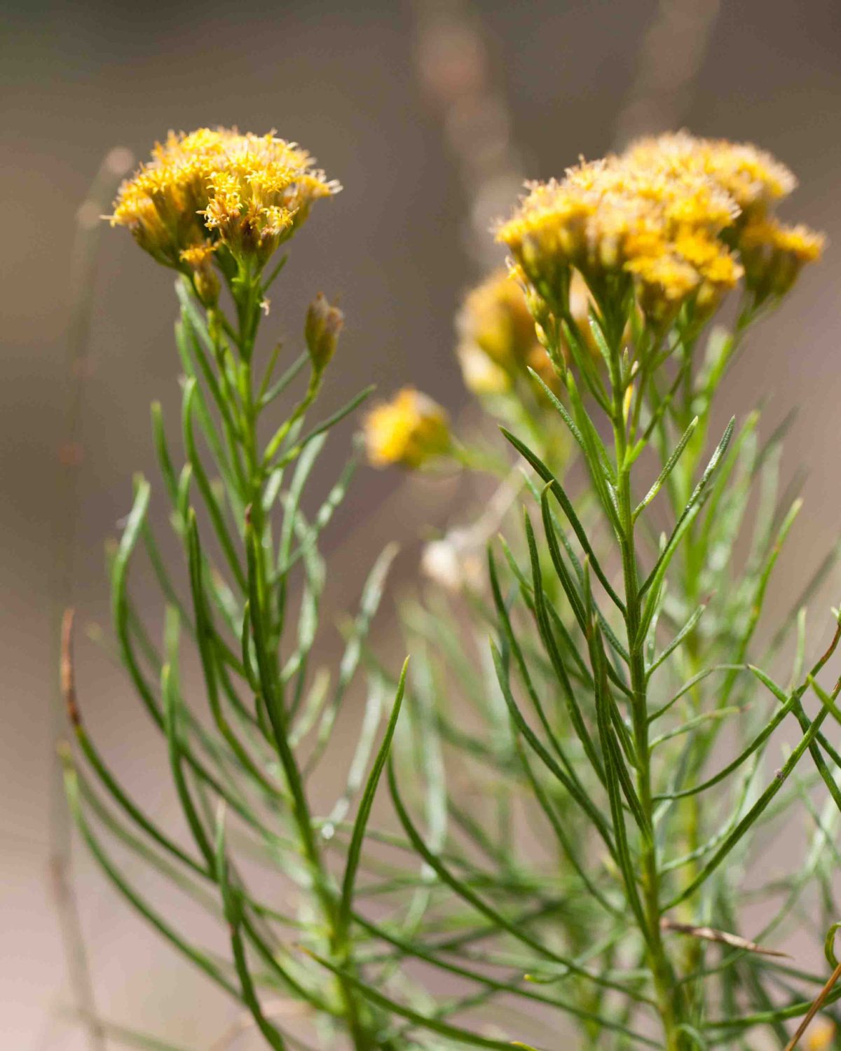 Asteraceae-Golden – MonFlora