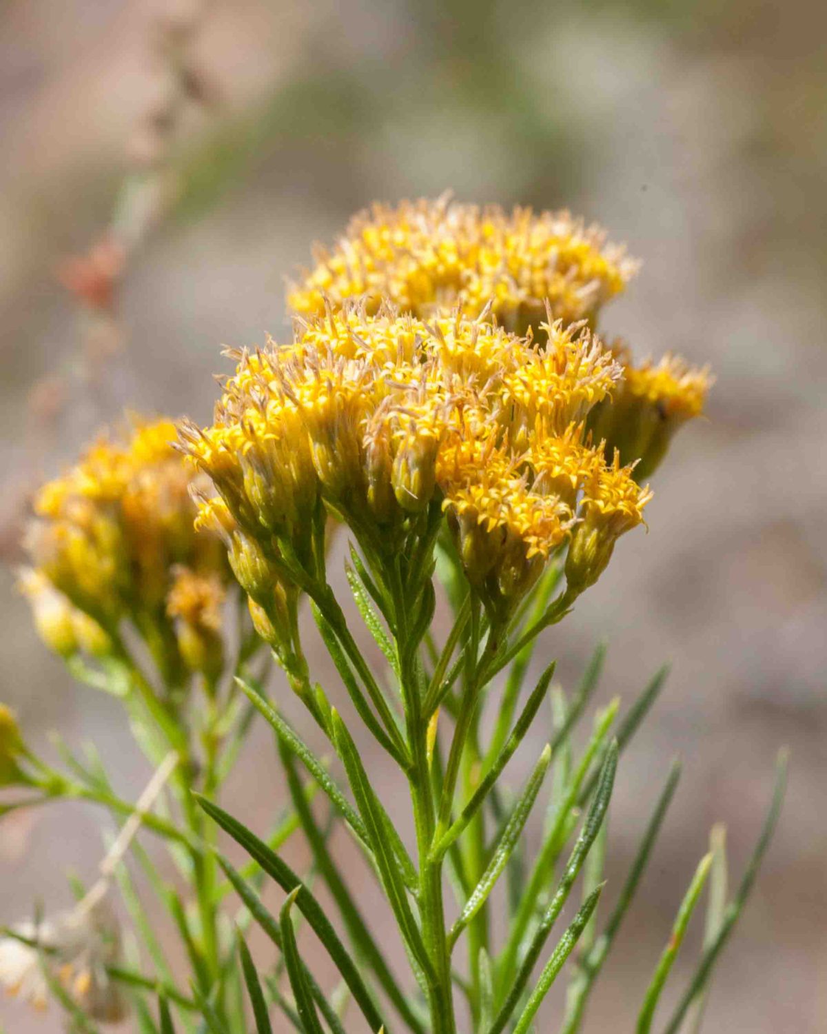 Asteraceae-Golden – MonFlora