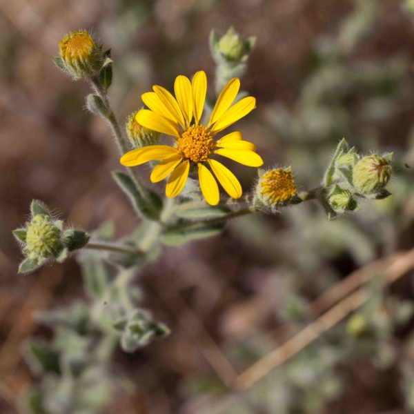 Asteraceae-Aster:misc – MonFlora