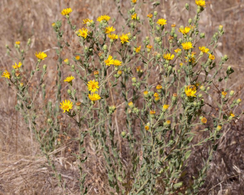 Asteraceae-Aster:misc – MonFlora