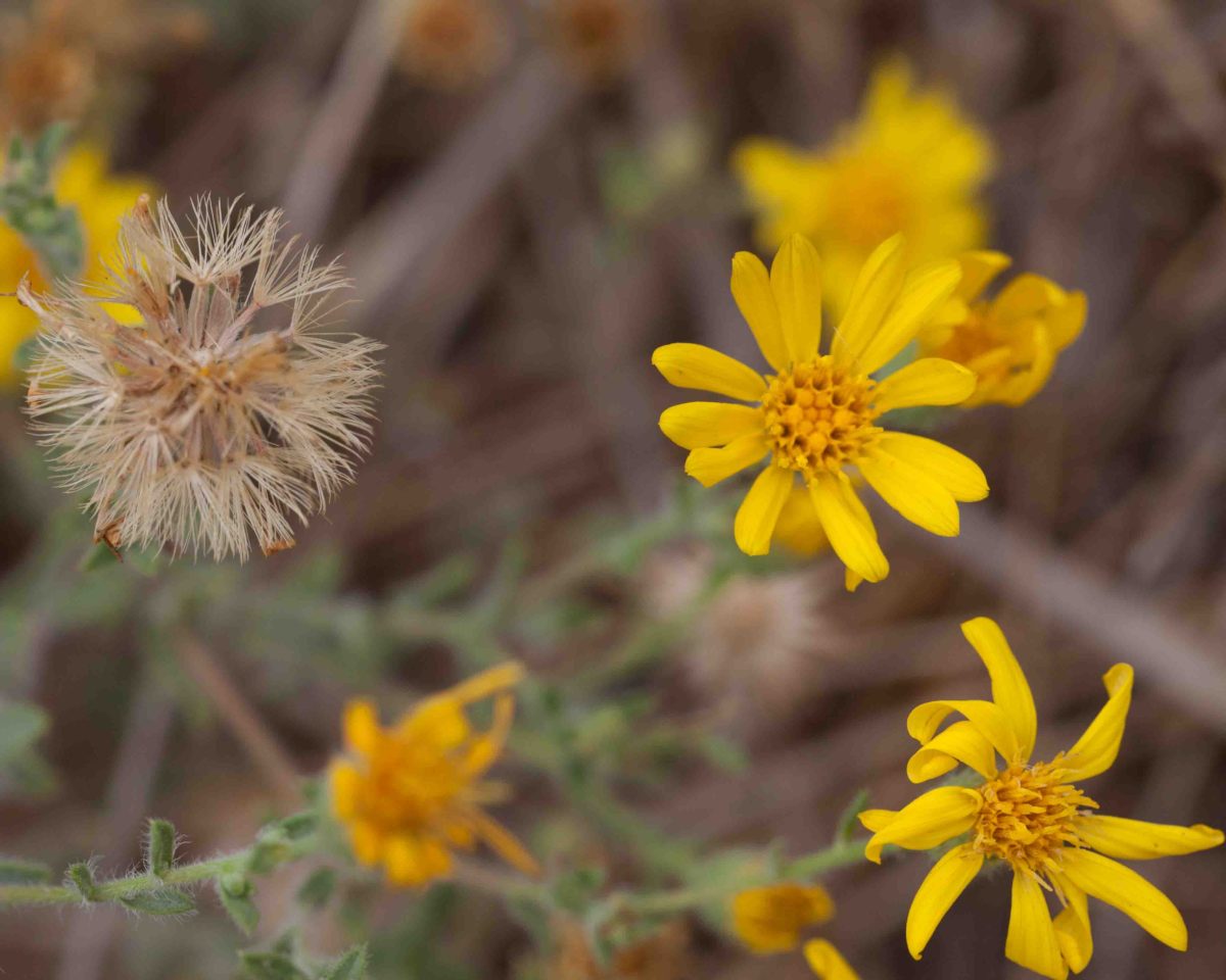 Asteraceae-Aster:misc – MonFlora
