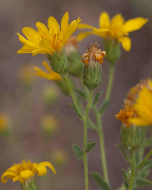 Asteraceae-Aster:misc – MonFlora