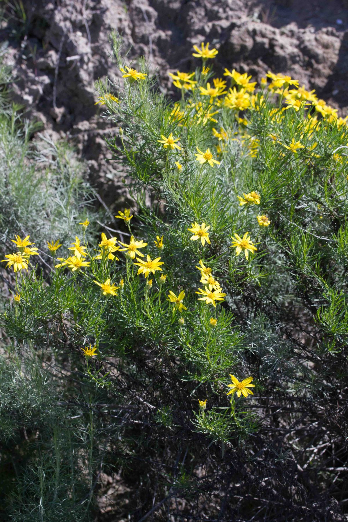 Asteraceae-Golden – MonFlora