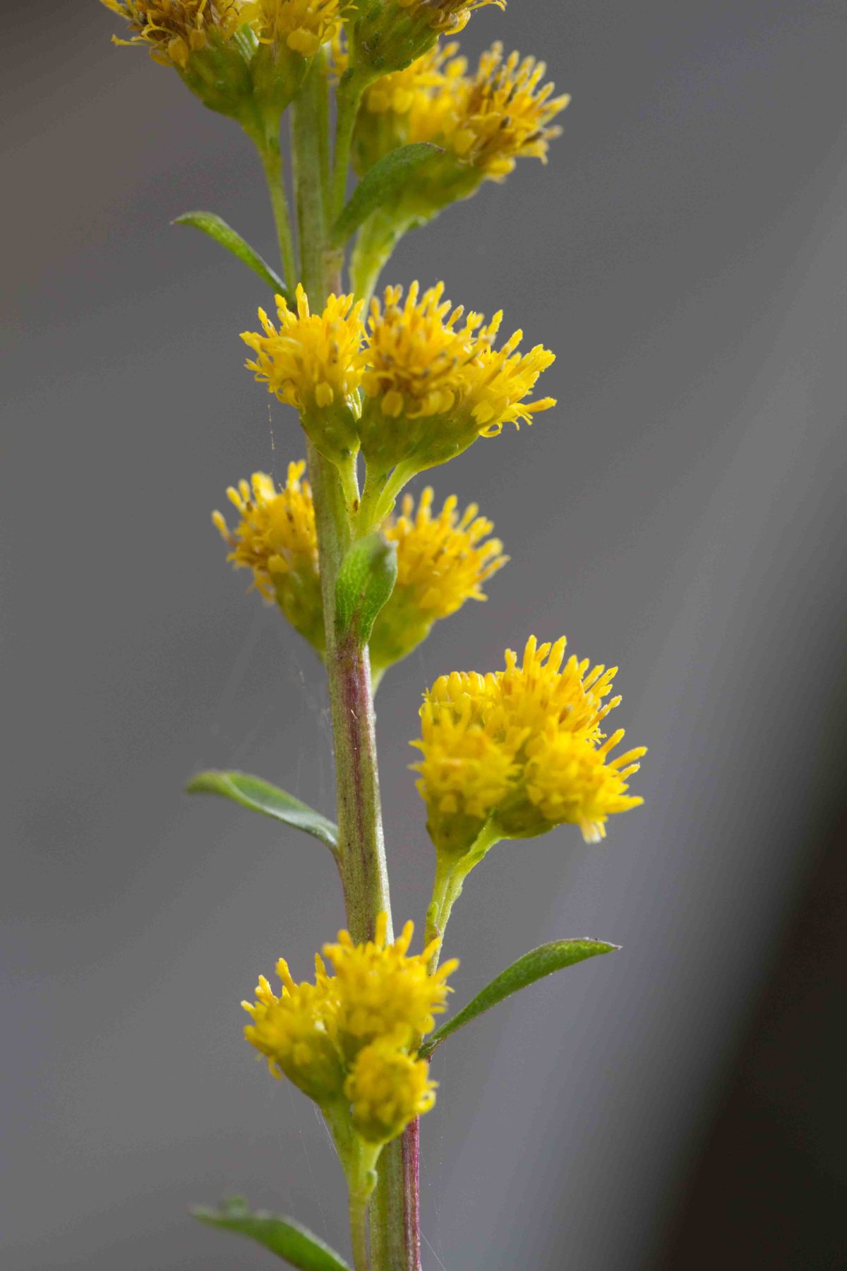 Asteraceae-Golden – MonFlora