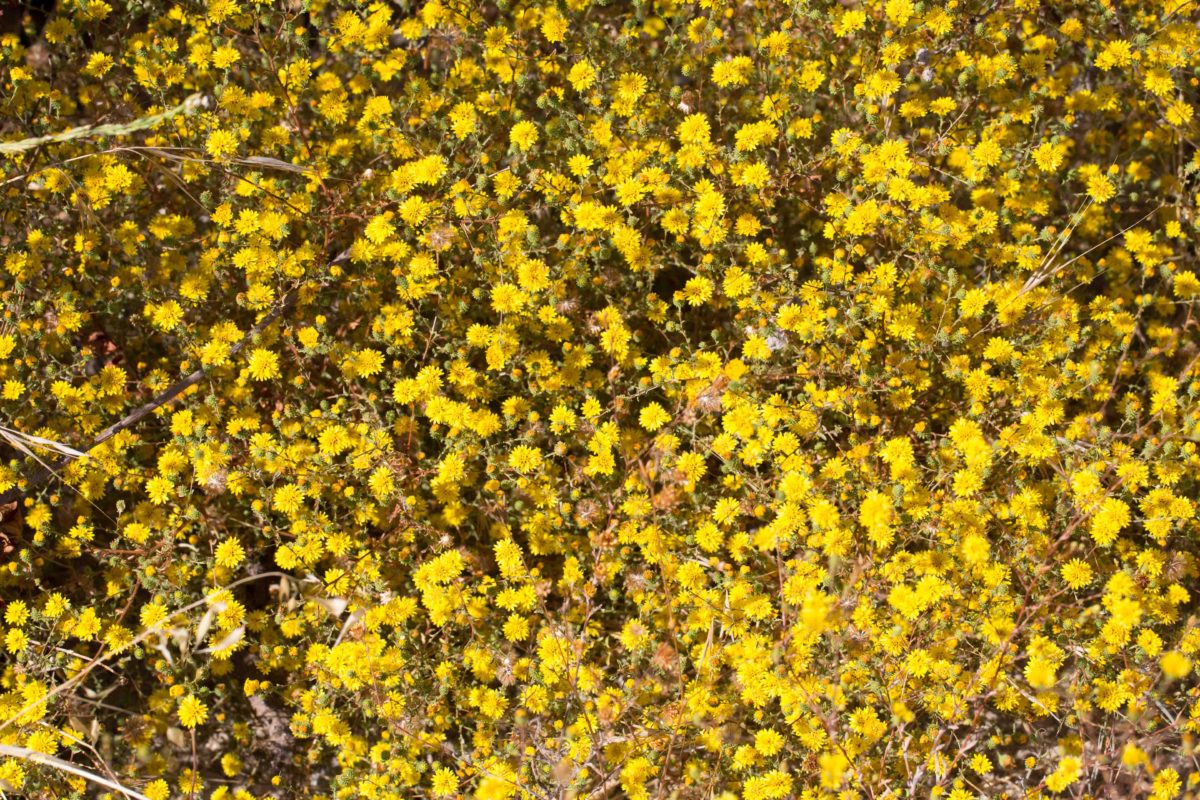 Asteraceae-Haz-Isoc-Less – MonFlora