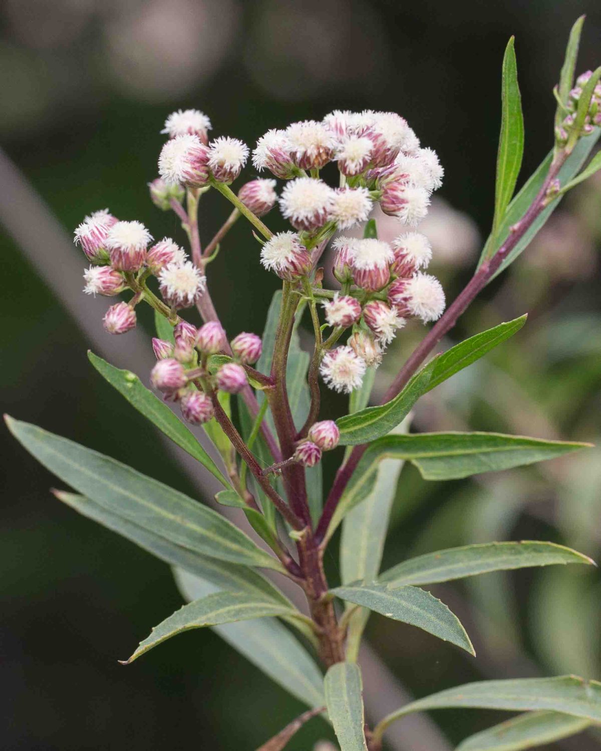 Asteraceae-Baccharis – MonFlora
