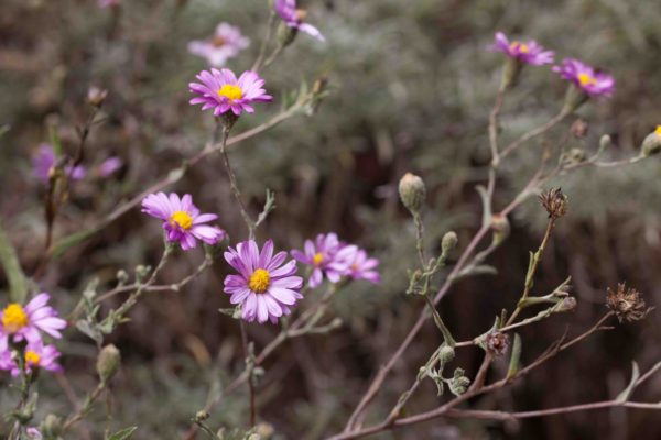 Asteraceae-Aster:misc – MonFlora