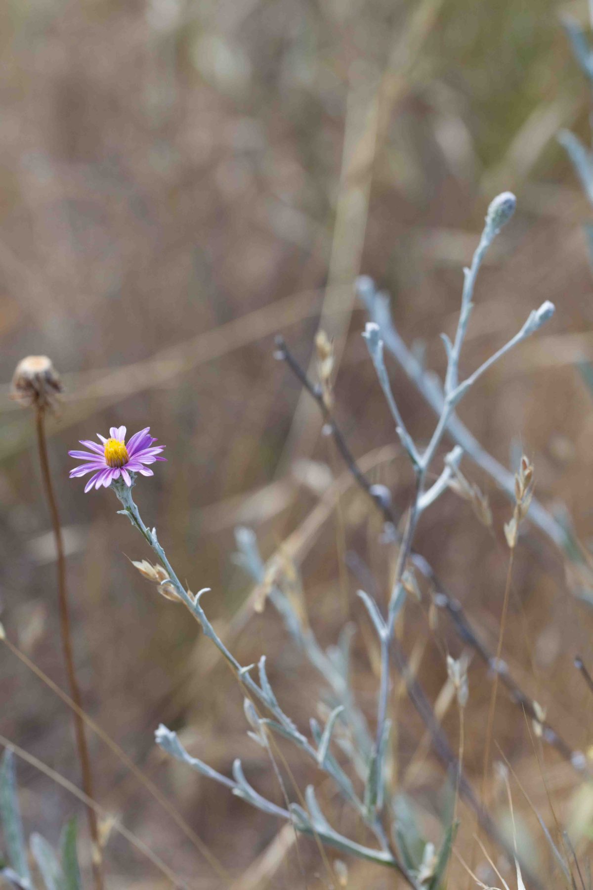Asteraceae-Aster:misc – MonFlora