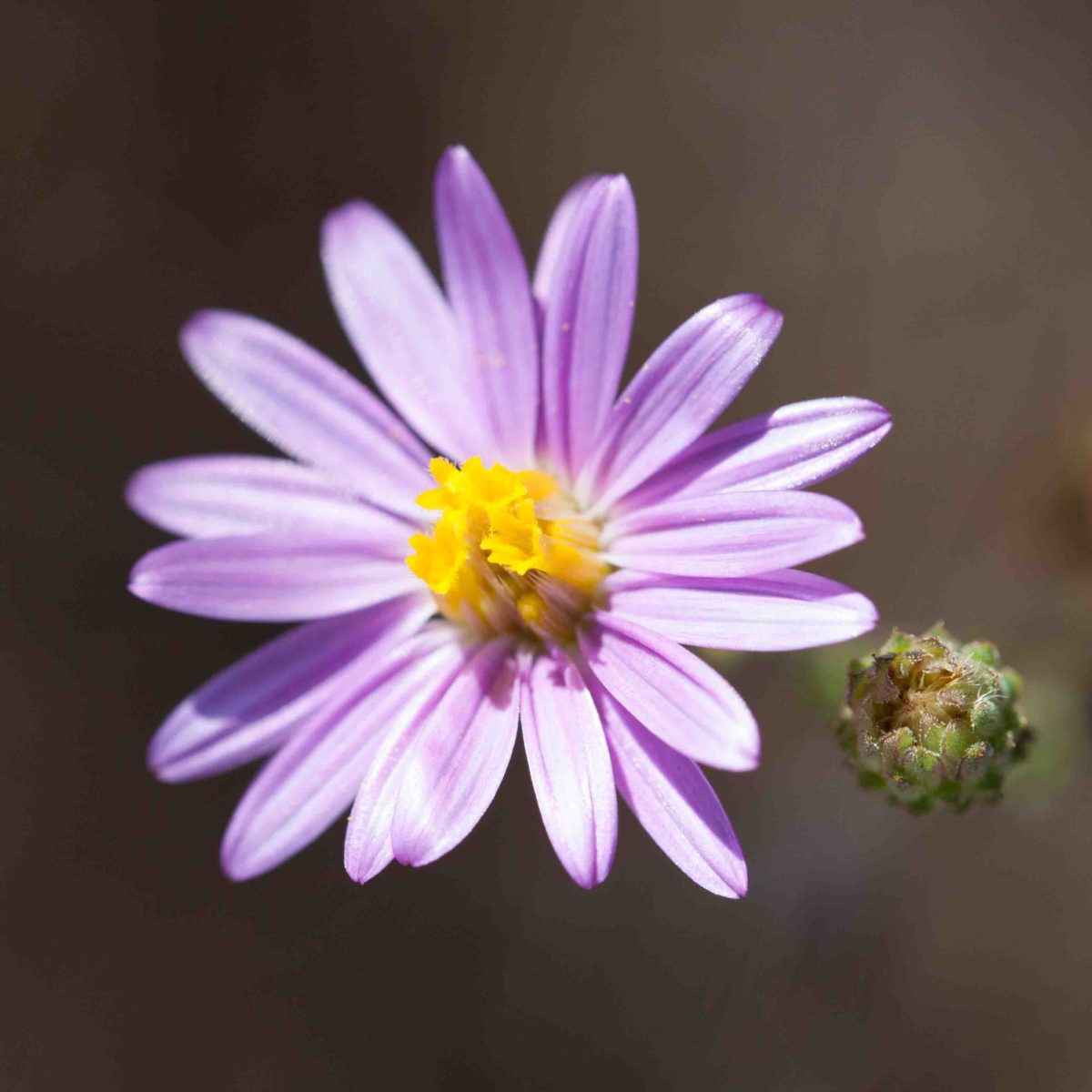 Asteraceae-Aster:misc – MonFlora