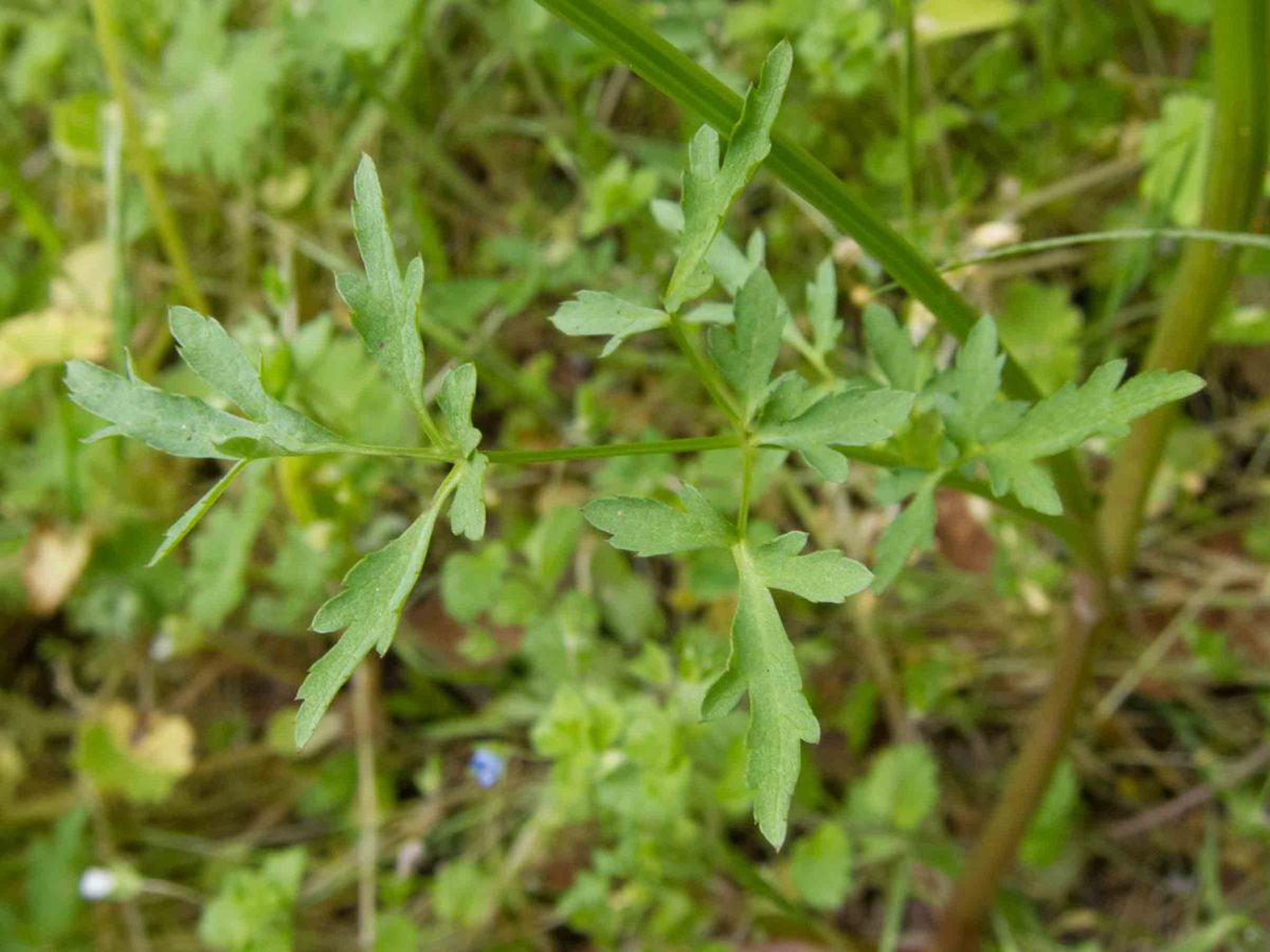 Apiaceae – Sanicle – MonFlora