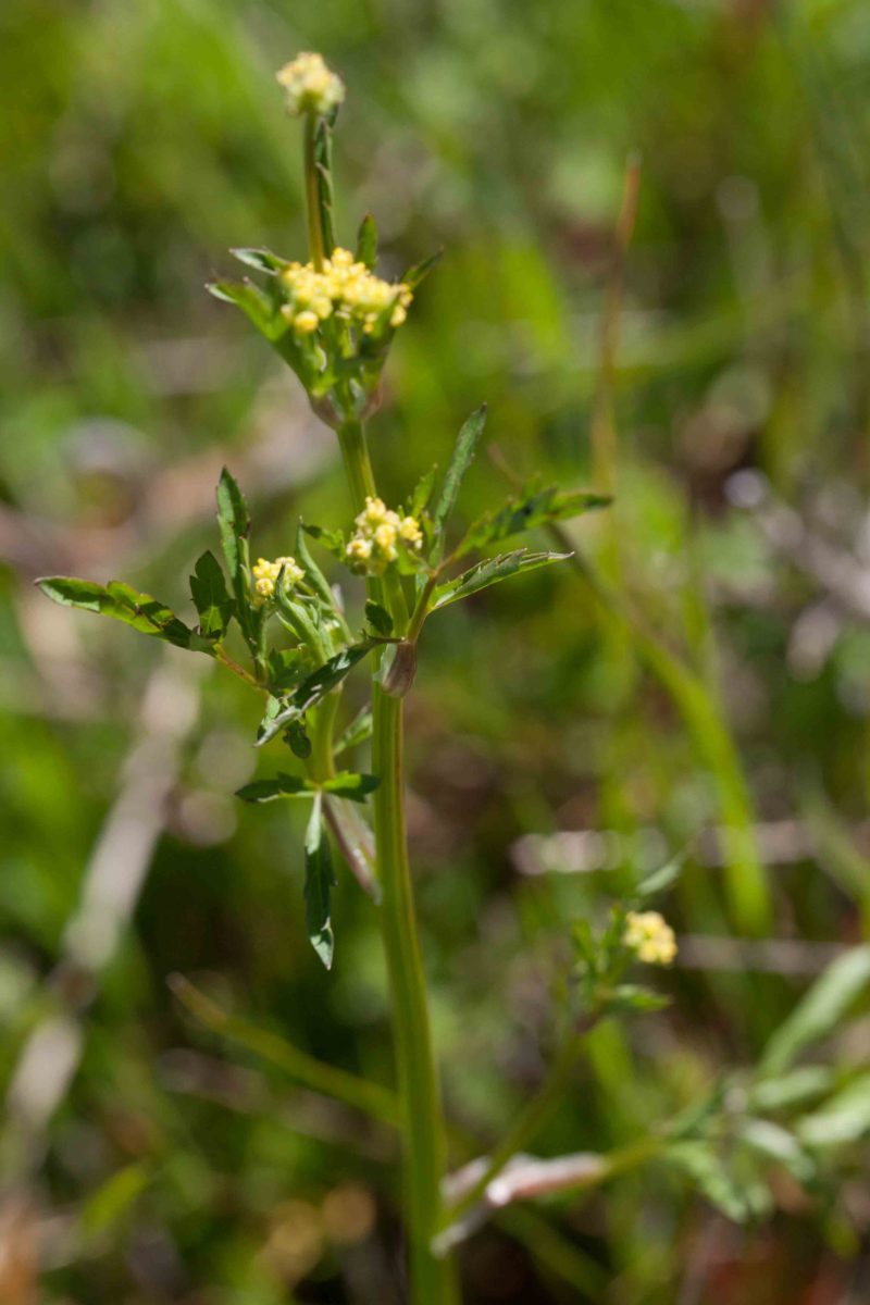 Apiaceae – Sanicle – MonFlora