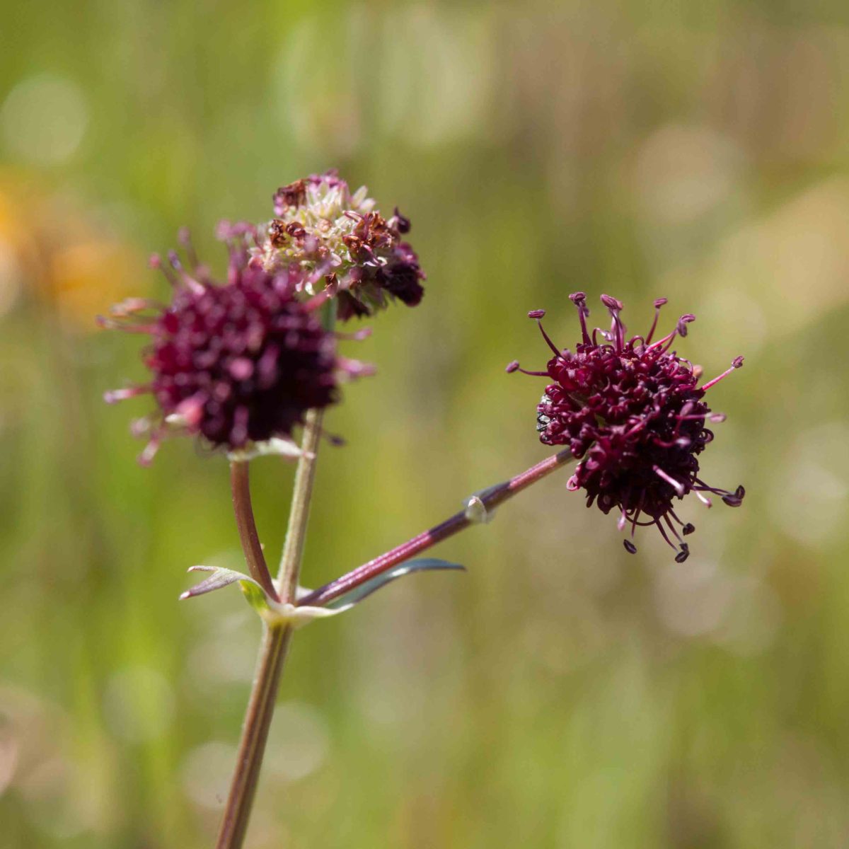 Apiaceae – Sanicle – MonFlora