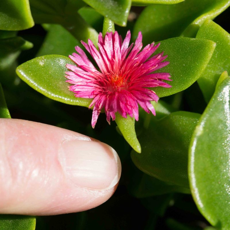 Aizoaceae – MonFlora