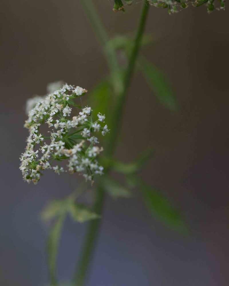 Apiaceae – Water – MonFlora