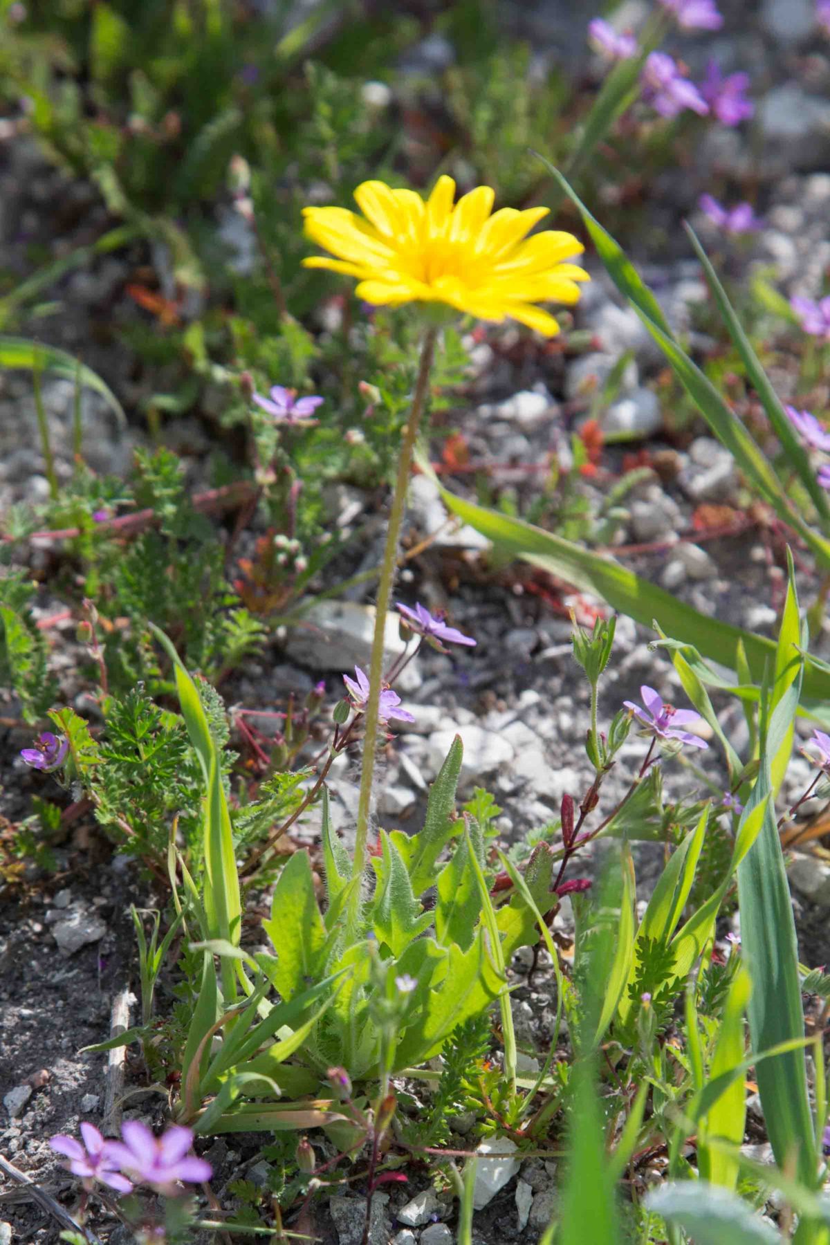 Asteraceae – Dandelion 1 – MonFlora