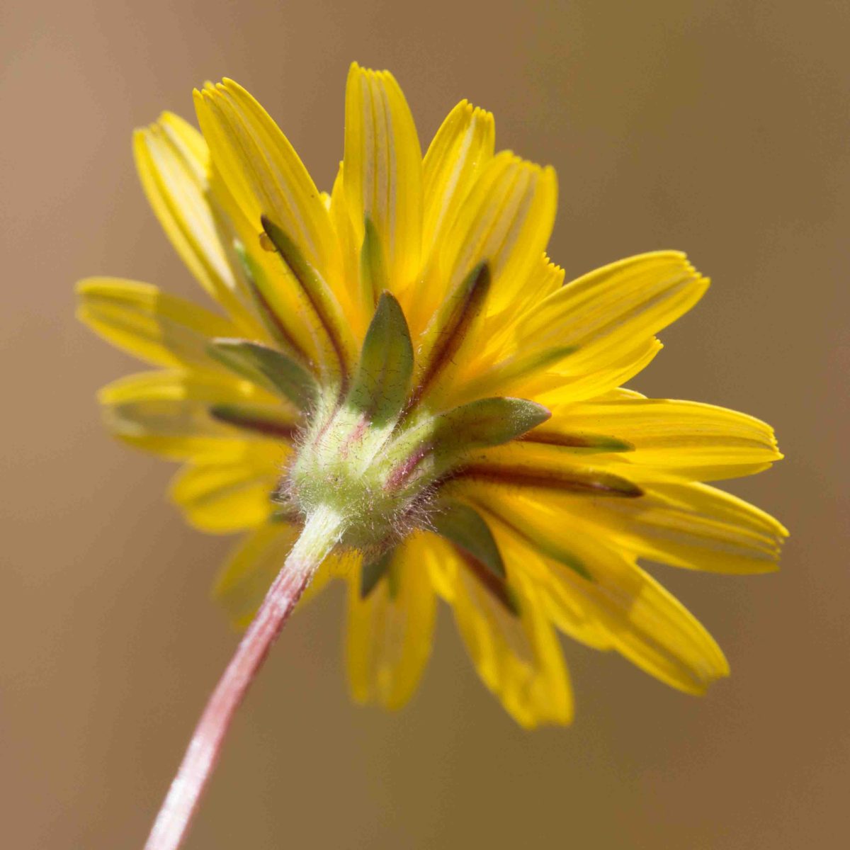 Asteraceae – Dandelion 1 – MonFlora
