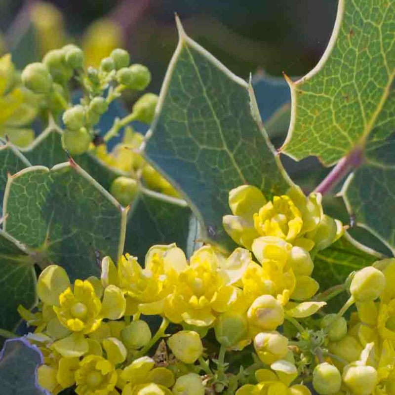 Berberidaceae – MonFlora