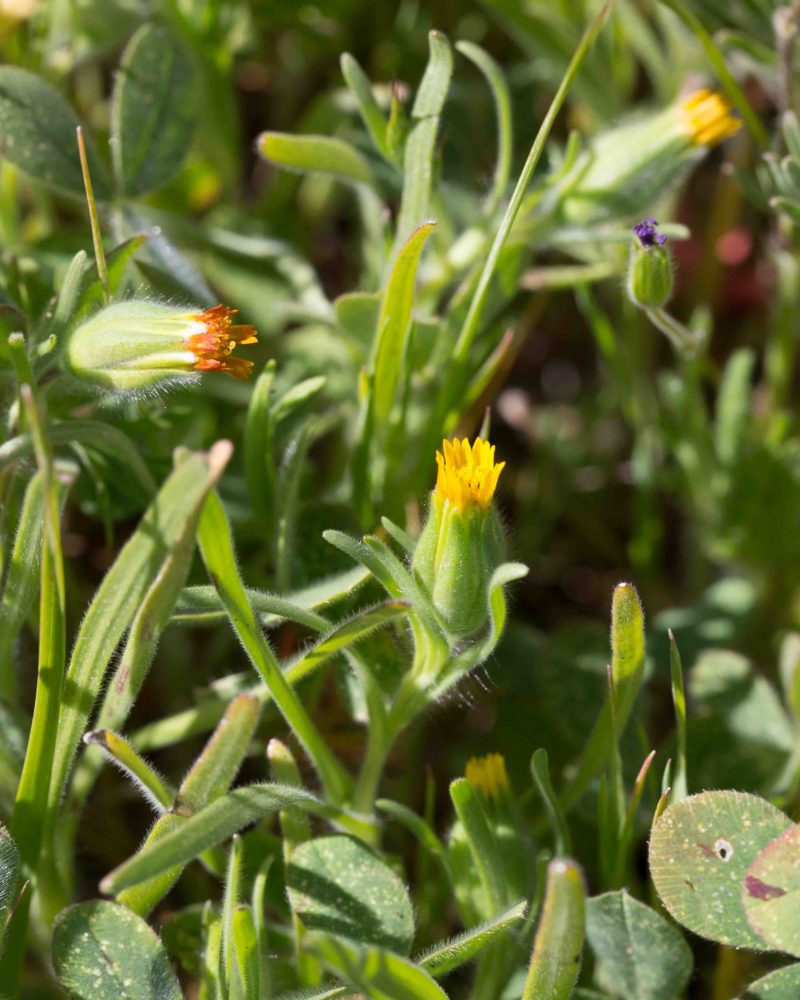 Asteraceae-sunflower2a – MonFlora