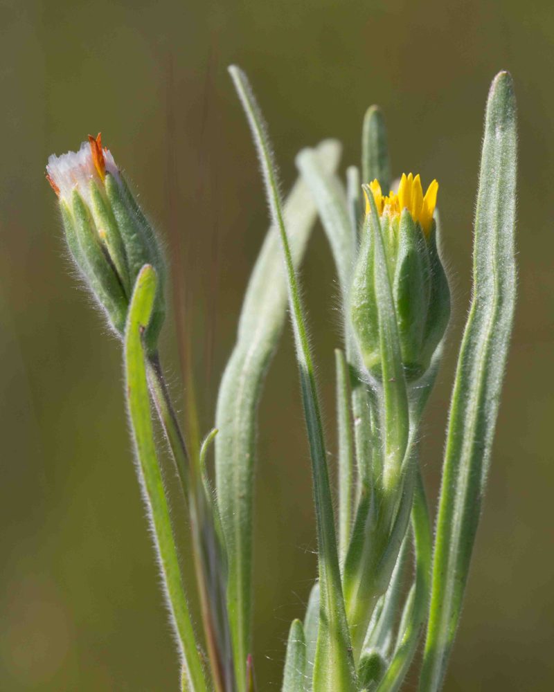 Asteraceae-sunflower2a – MonFlora