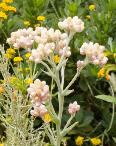 Asteraceae – Cudweeds 1 – MonFlora