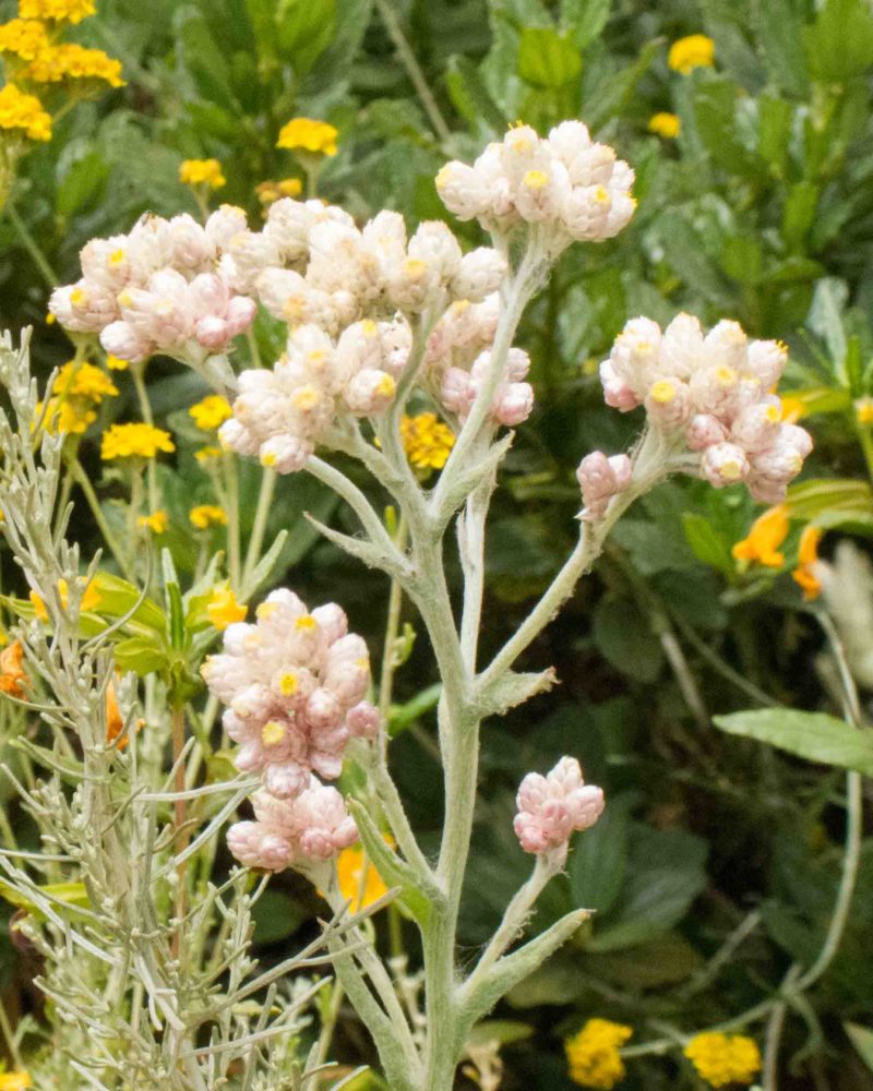 Asteraceae – Cudweeds 1 – MonFlora