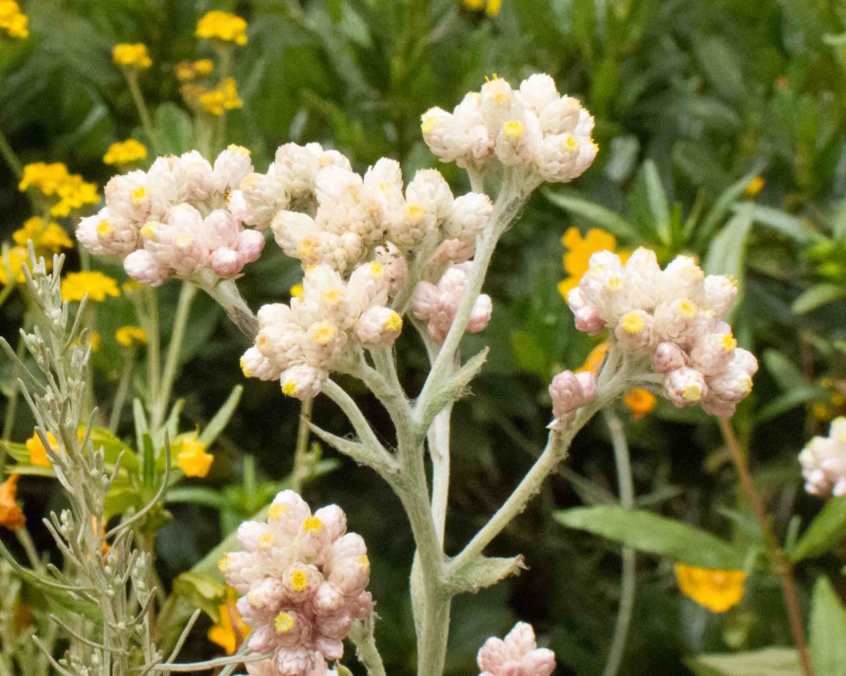 Asteraceae – Cudweeds 1 – MonFlora