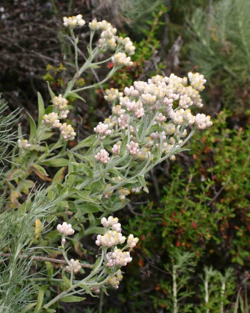 Asteraceae – Cudweeds 1 – MonFlora