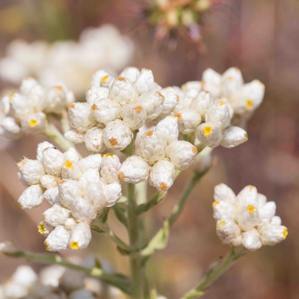 Asteraceae – Cudweeds 1 – MonFlora