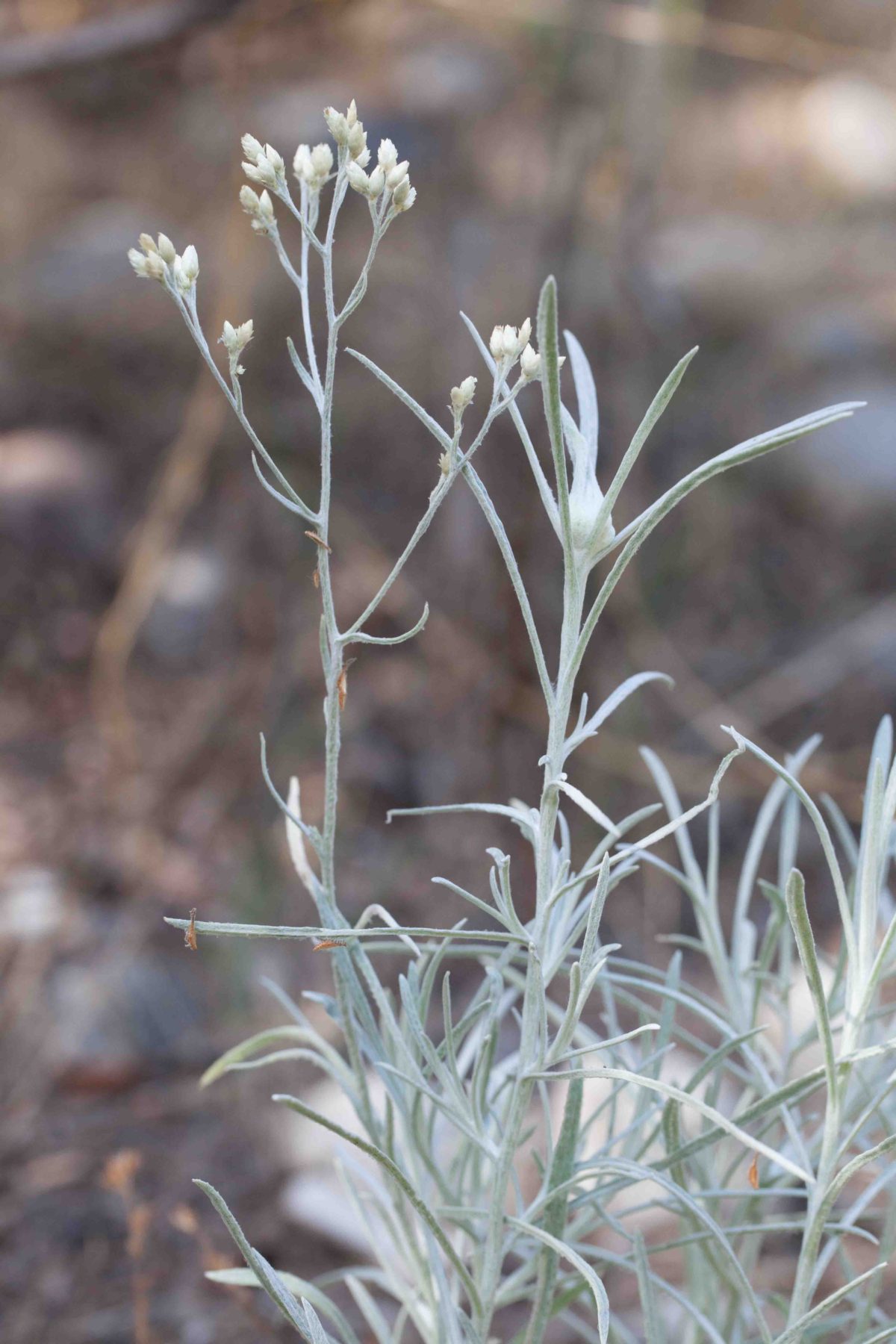 Asteraceae – Cudweeds 1 – MonFlora