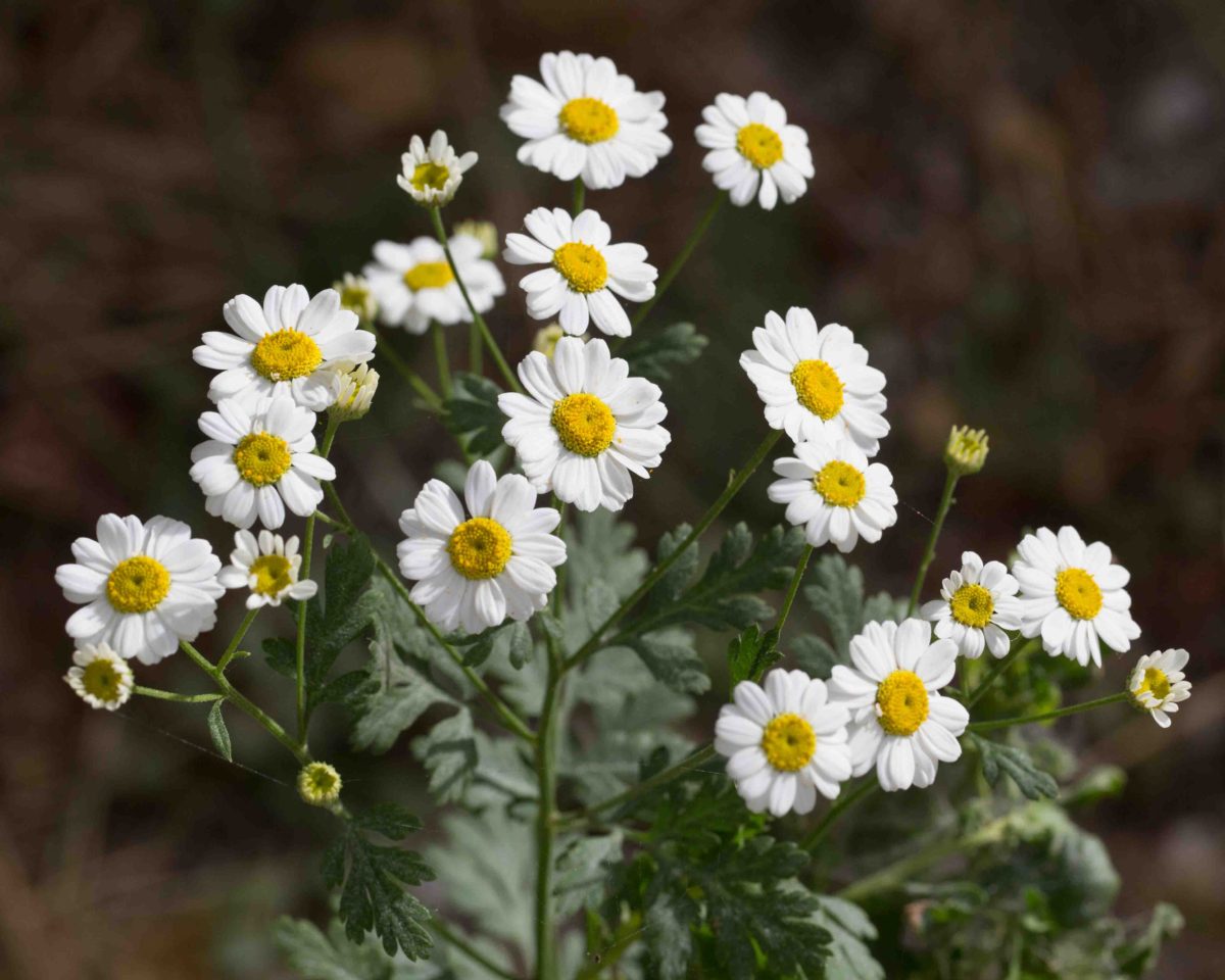 Asteraceae-Mayweed – MonFlora