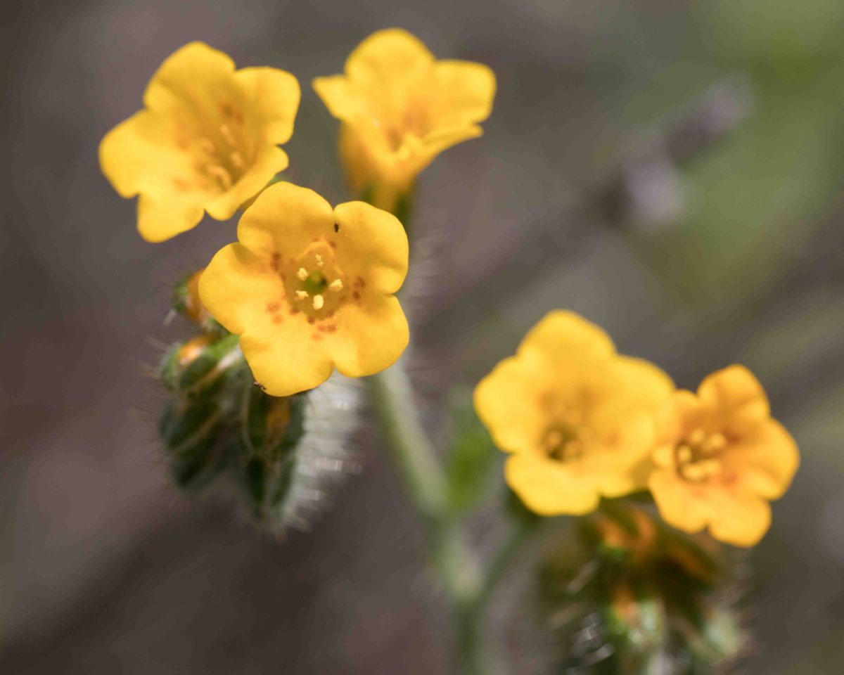 Boraginaceae-Amsinckia – MonFlora