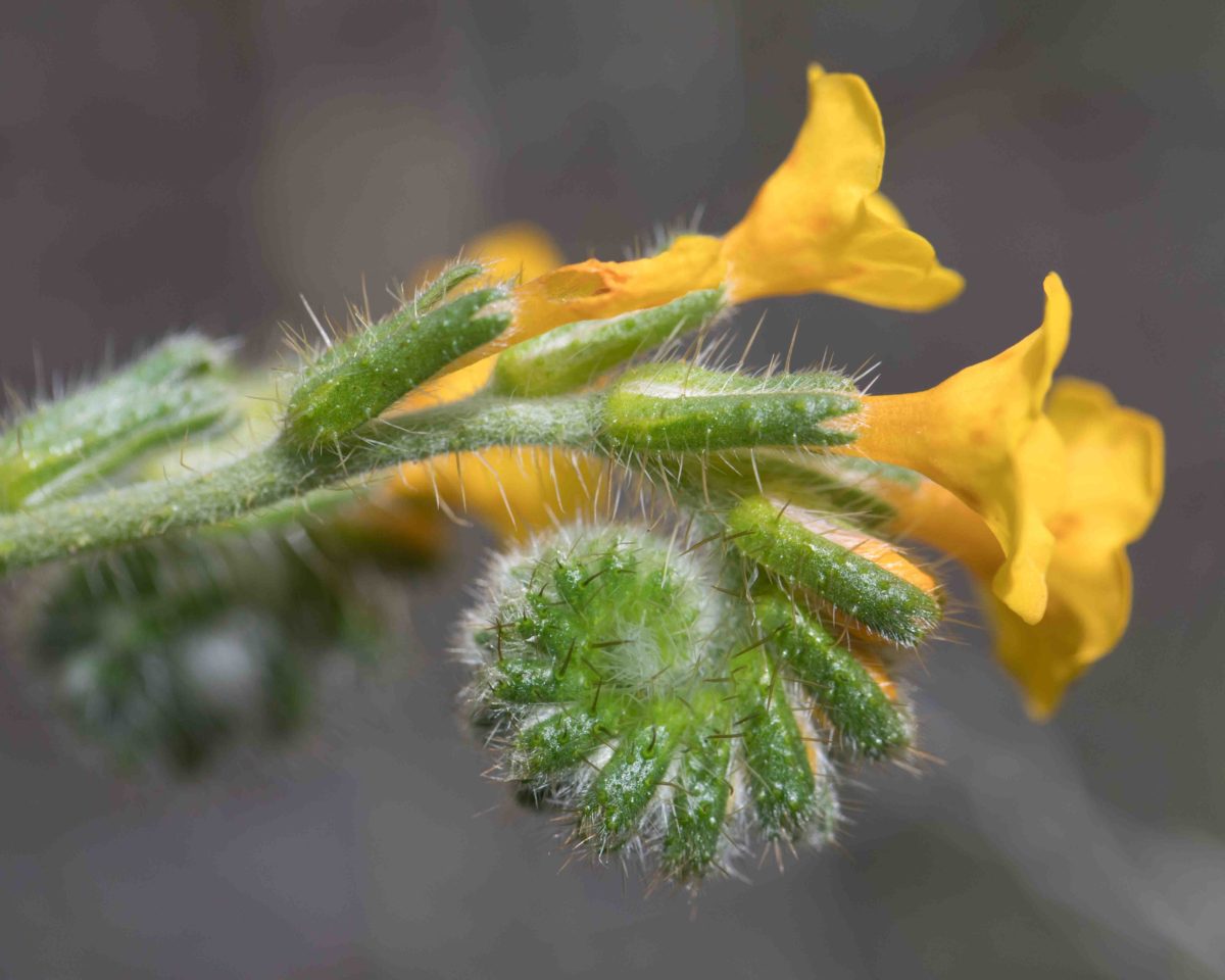 Boraginaceae-Amsinckia – MonFlora