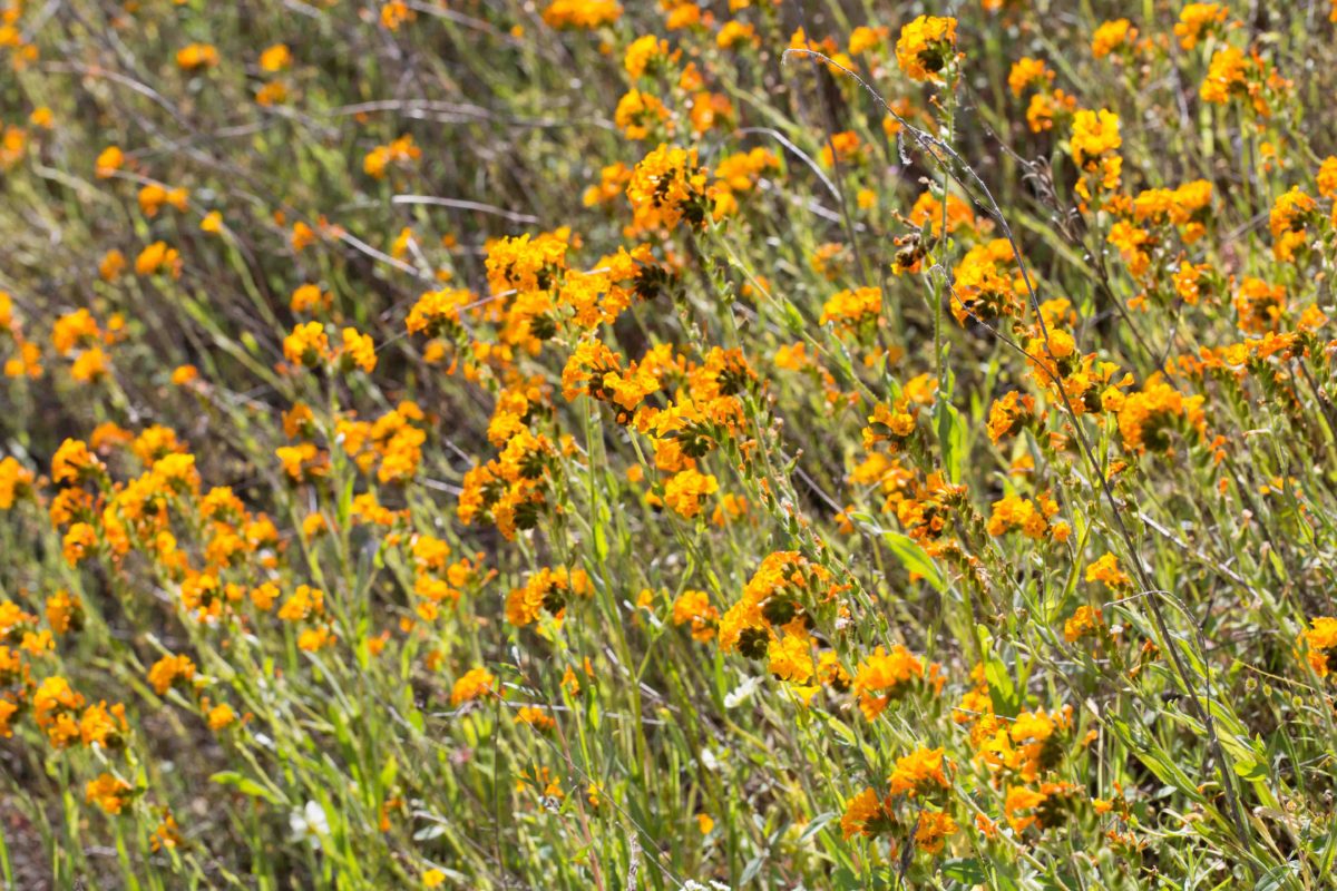 Boraginaceae-Amsinckia – MonFlora