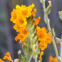 Boraginaceae-Amsinckia – MonFlora