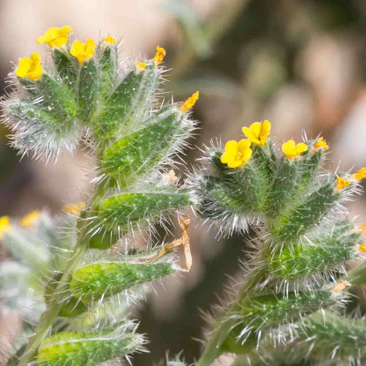 Boraginaceae-Amsinckia – MonFlora