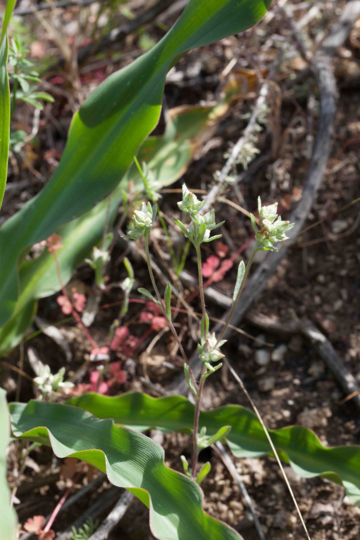 Asteraceae – Cudweeds 3 – MonFlora