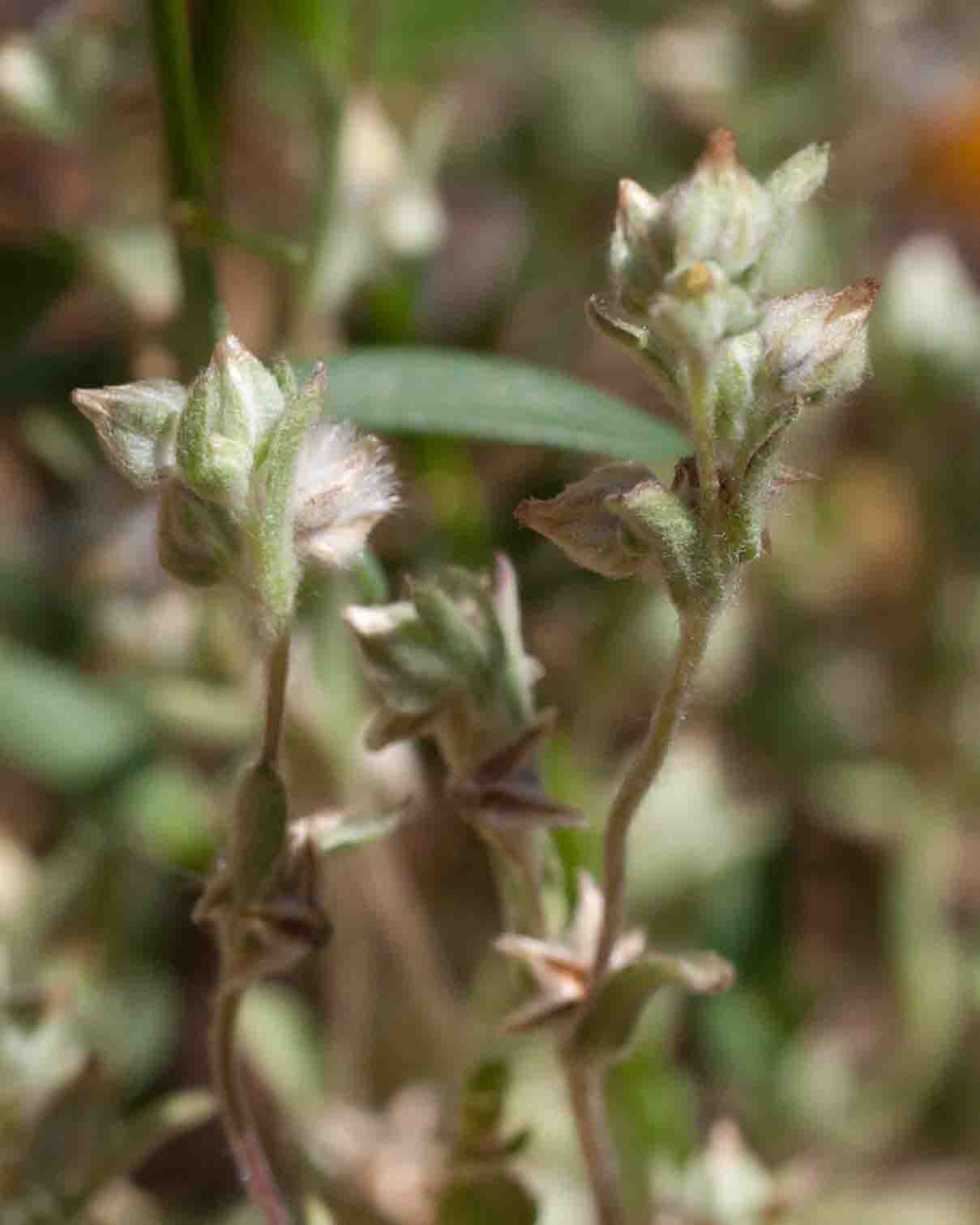 Asteraceae – Cudweeds 3 – MonFlora