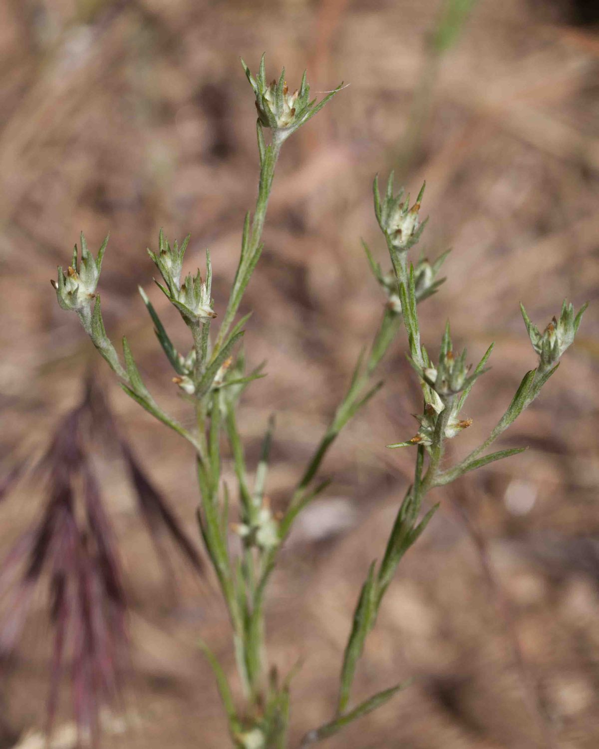 Asteraceae – Cudweeds 3 – MonFlora