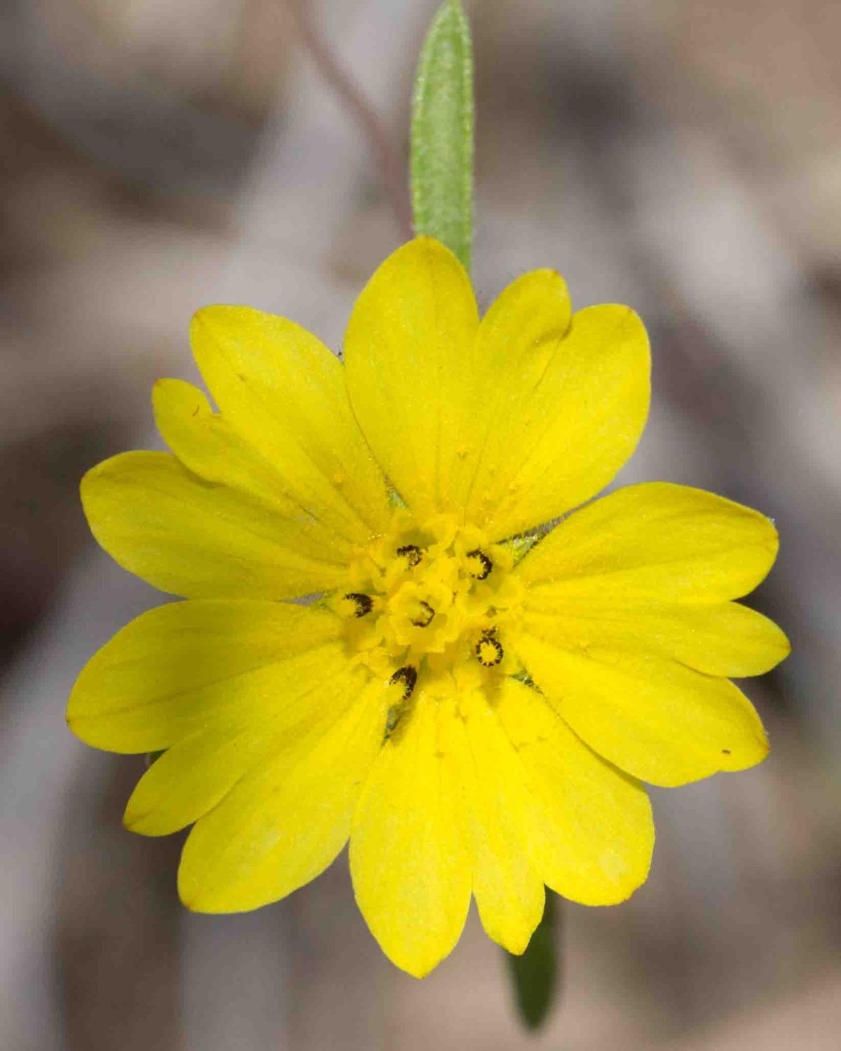 Asteraceae-sunflower2b – MonFlora