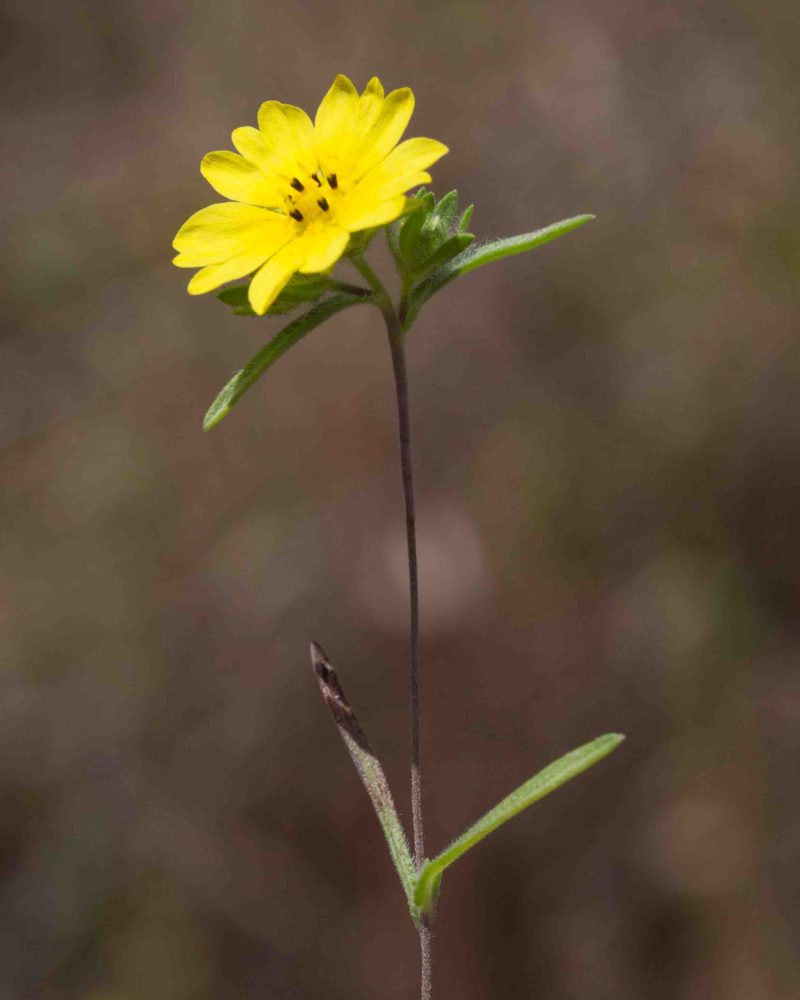 Asteraceae-sunflower2b – MonFlora