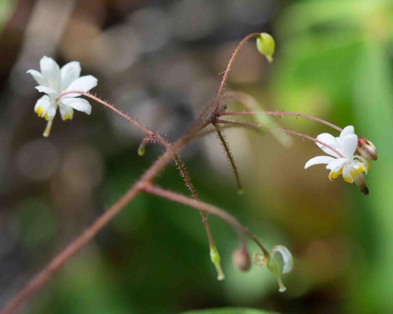 Berberidaceae – MonFlora
