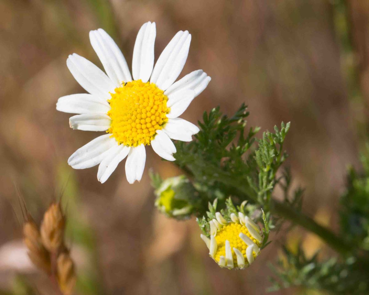 Asteraceae-Mayweed – MonFlora